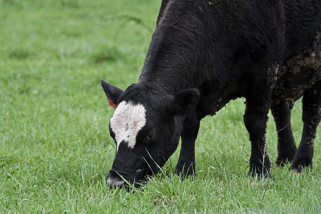 Find Bulk Beef Near You | Quarter, Half & Whole Cow | Field & Cattle