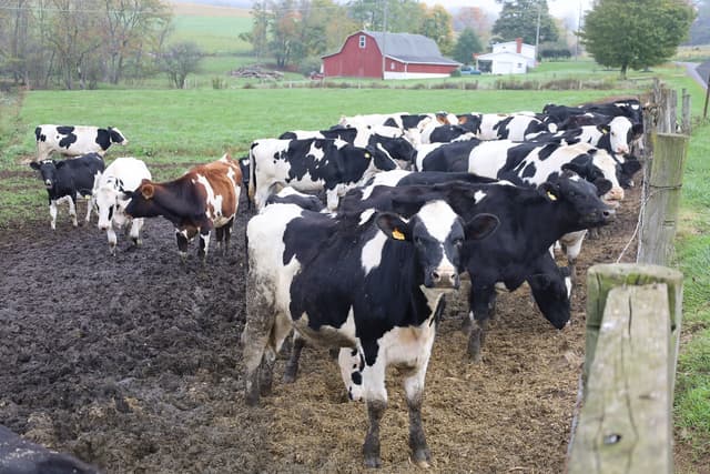 Find Bulk Beef Near You | Quarter, Half & Whole Cow | Field & Cattle