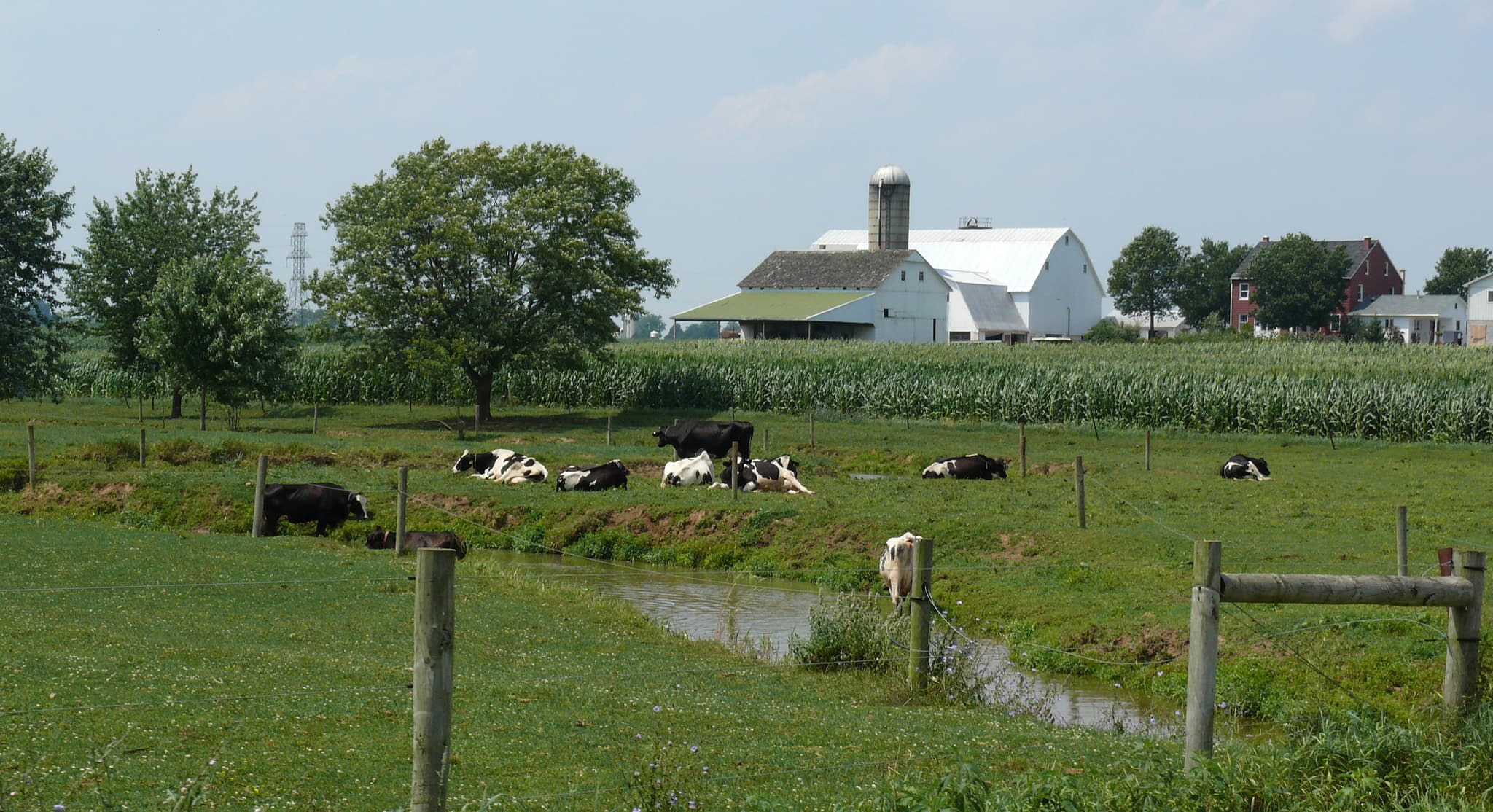 Find Bulk Beef Near You | Quarter, Half & Whole Cow | Field & Cattle